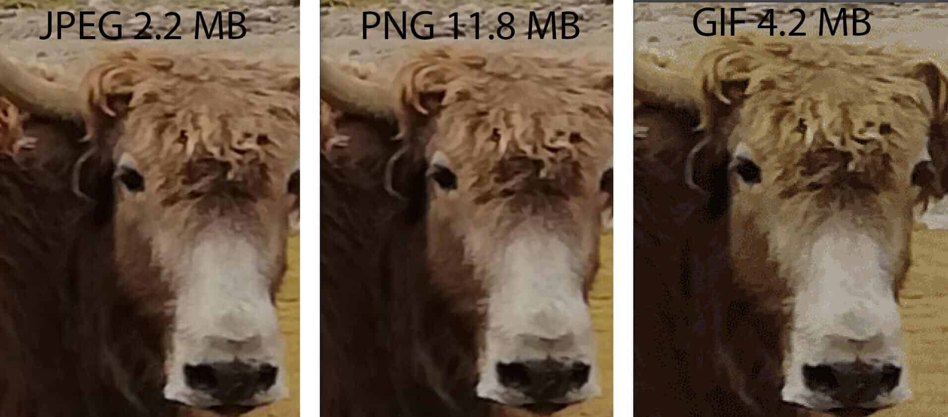 Best Image Format for Your Website. JPEG vs PNG vs GIF vs SVG